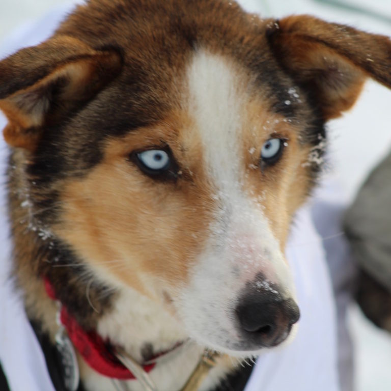 YQ: Our Athletes - SP Kennel