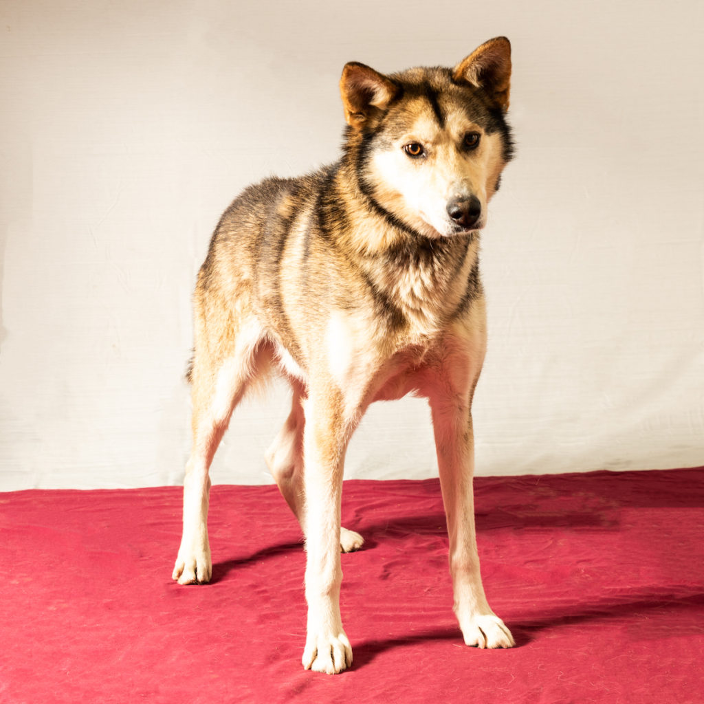 Husky Homeroom - SP Kennel