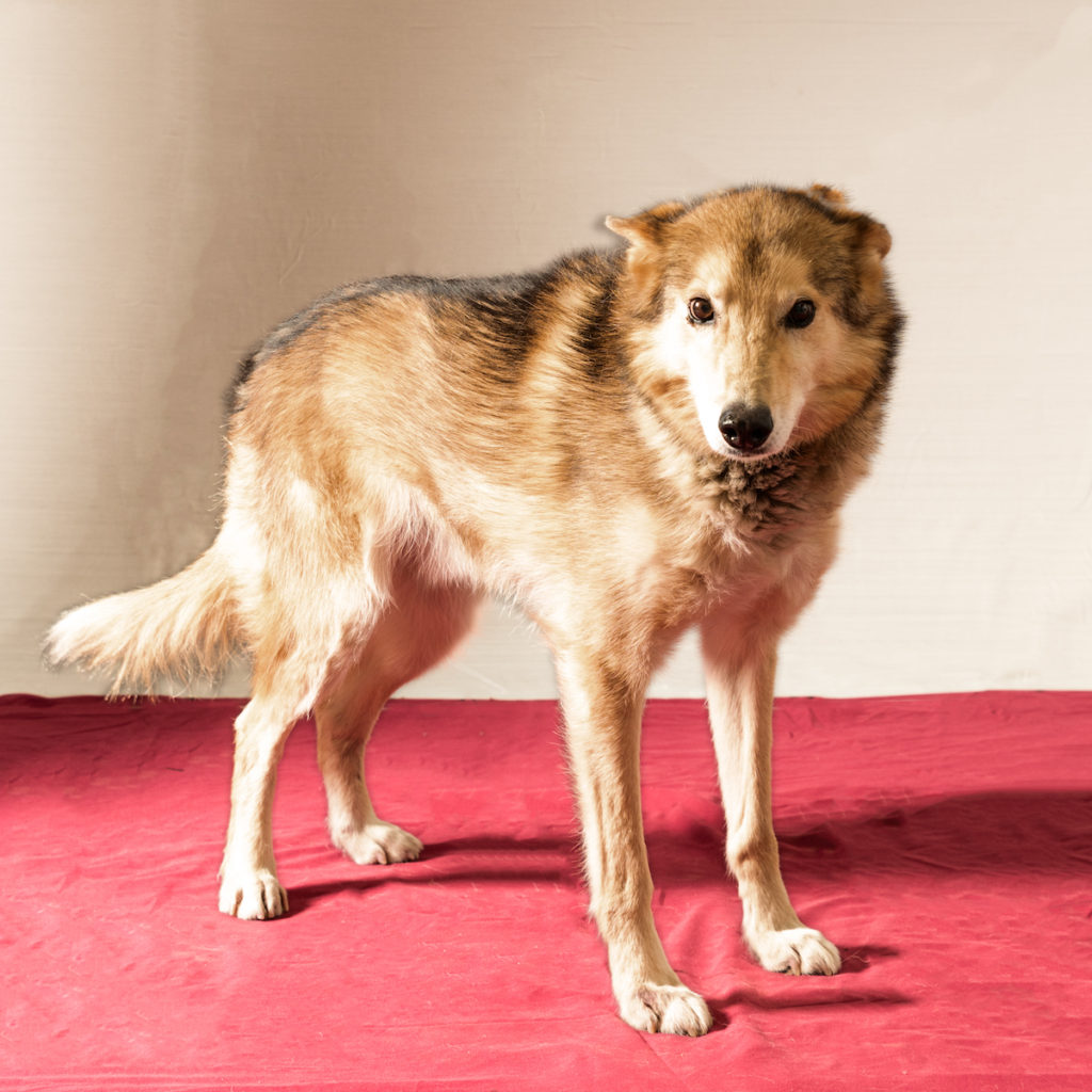 SP Kennel - SP Kennel